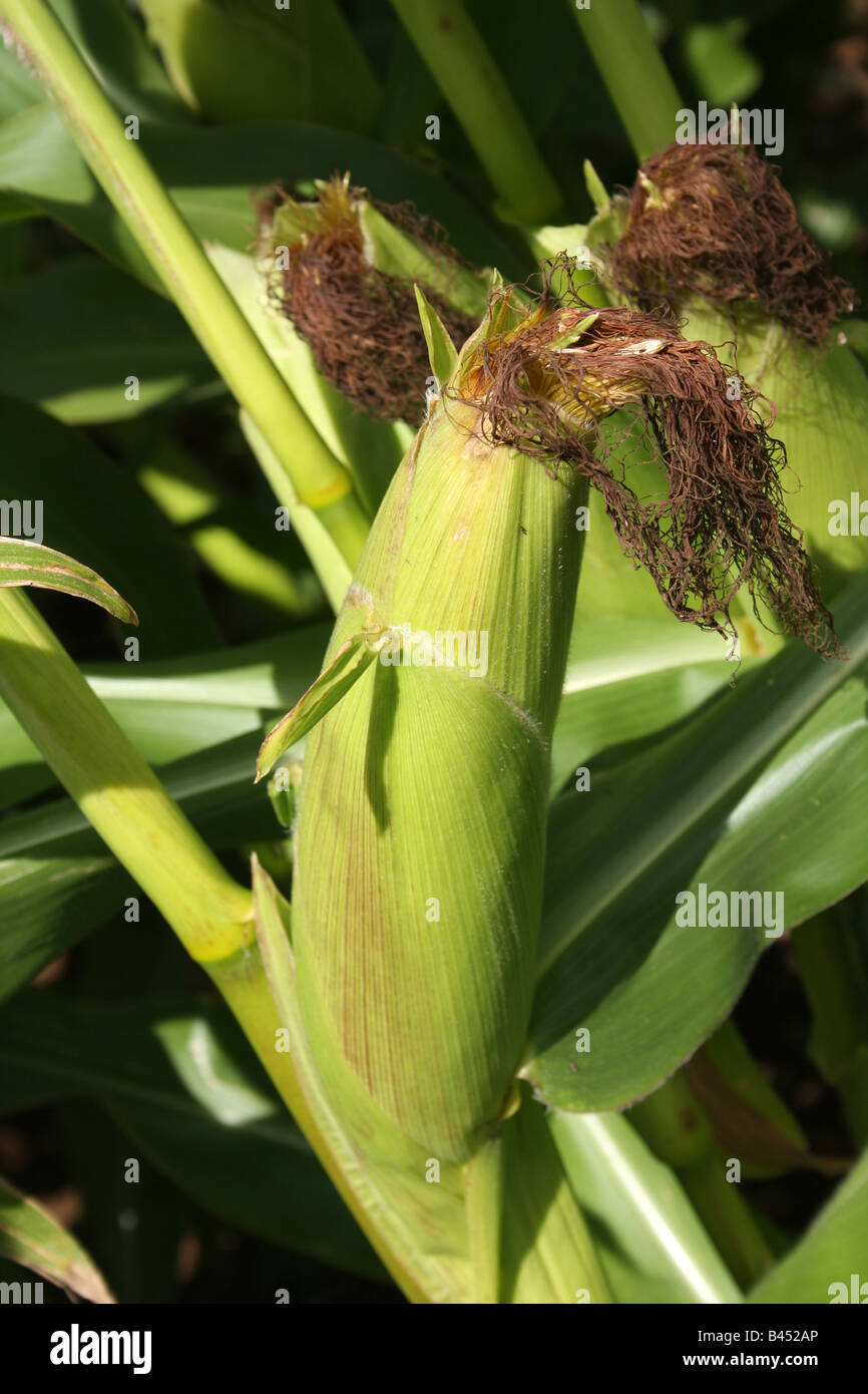 Corn on the cob growing in a farmers field Stock Photo - Alamy