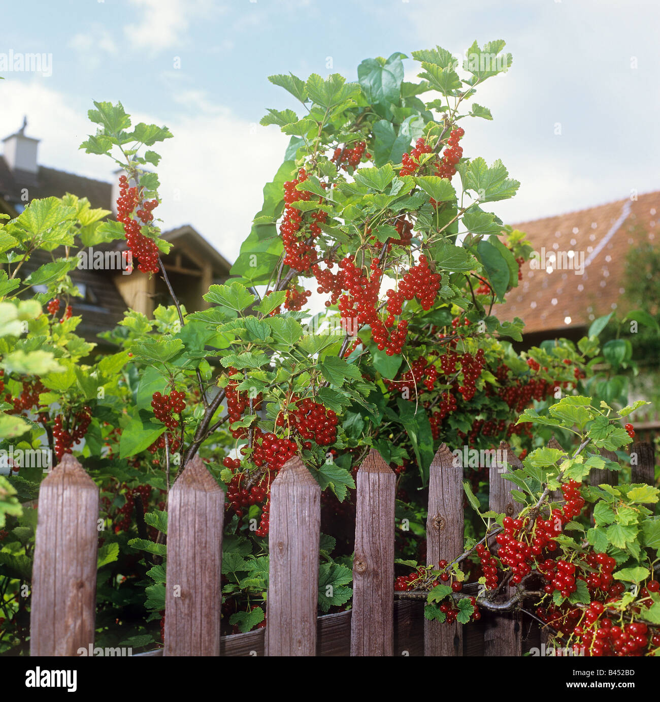 red currants / Ribes rubrum Stock Photo - Alamy