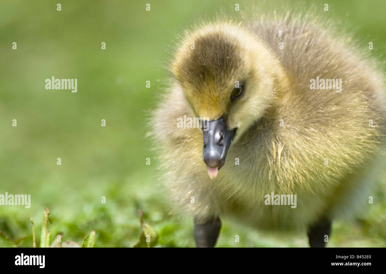 Fuzzy duckling hi-res stock photography and images - Alamy