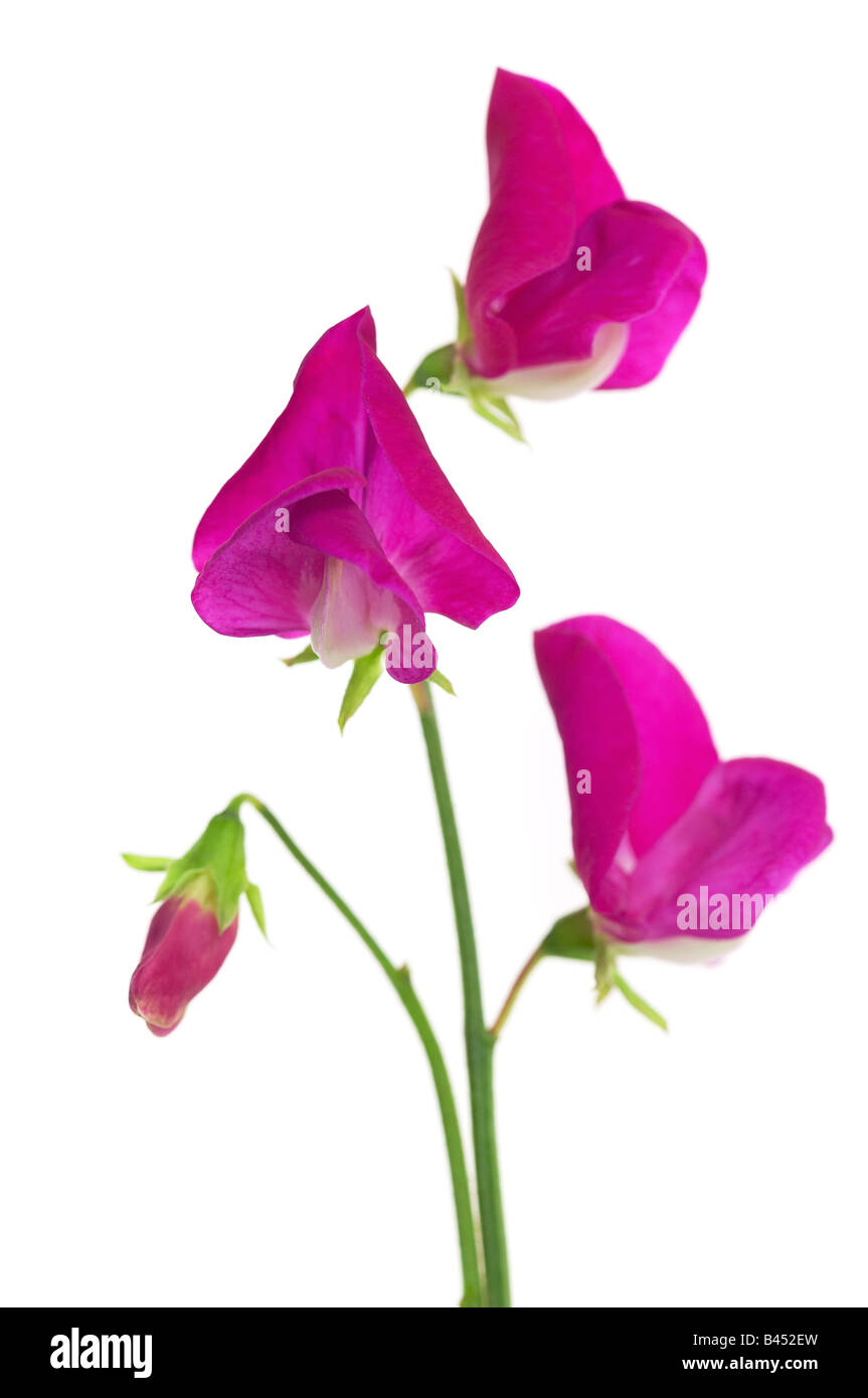 Pink white sweet peas Cut Out Stock Images & Pictures - Alamy