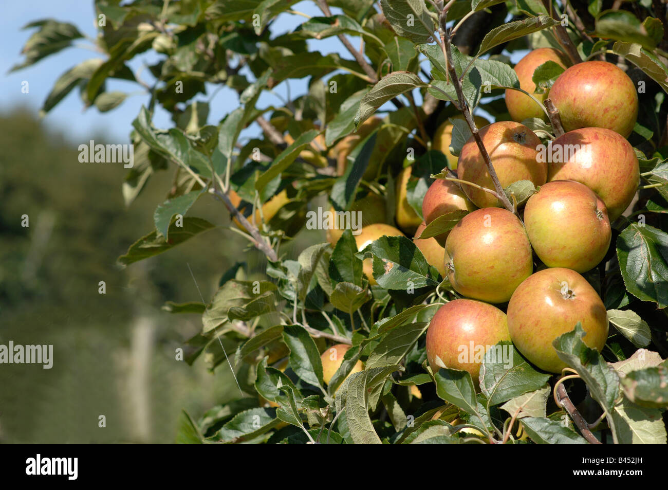 Saltwood High Resolution Stock Photography and Images - Alamy