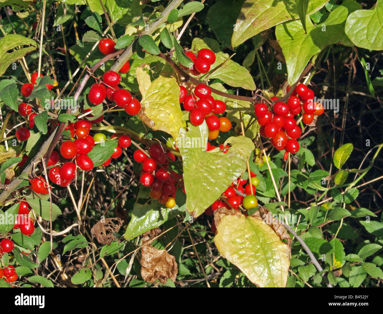 Berries and wildlife hi-res stock photography and images - Alamy
