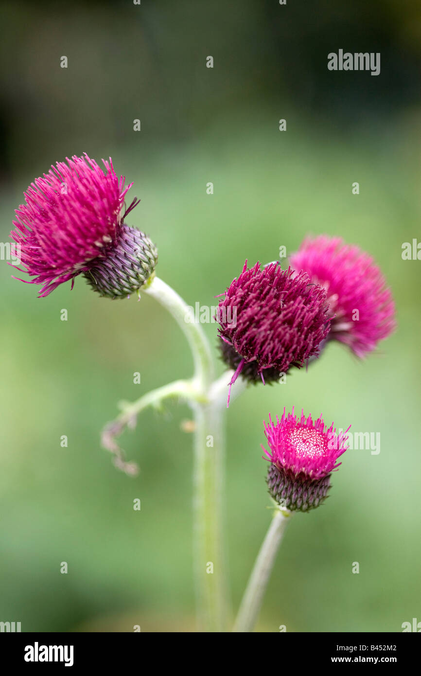 Cirsium Rivulare Purpurea or Brook Thistle Stock Photo - Alamy