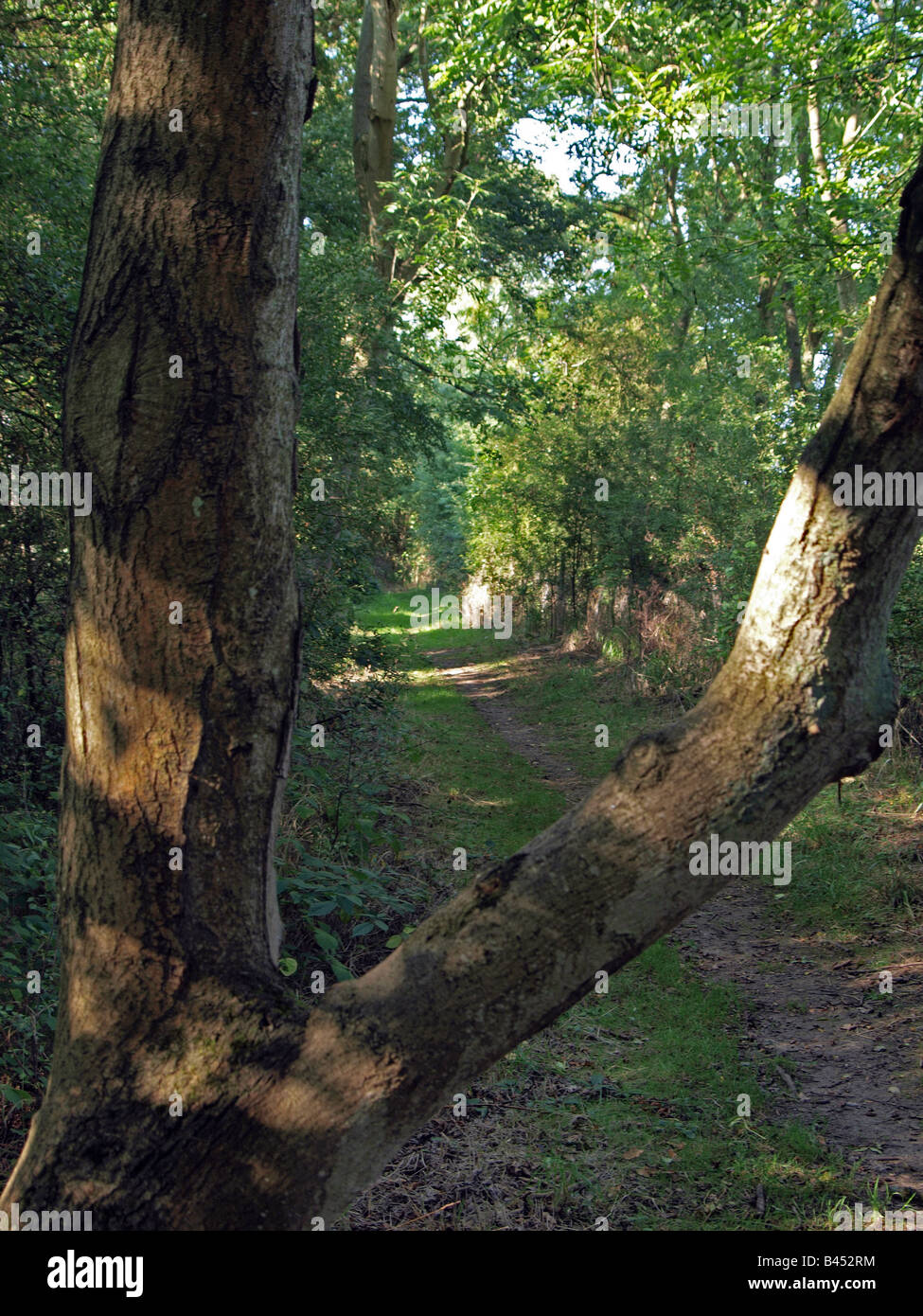 Fork in a tree Stock Photo - Alamy