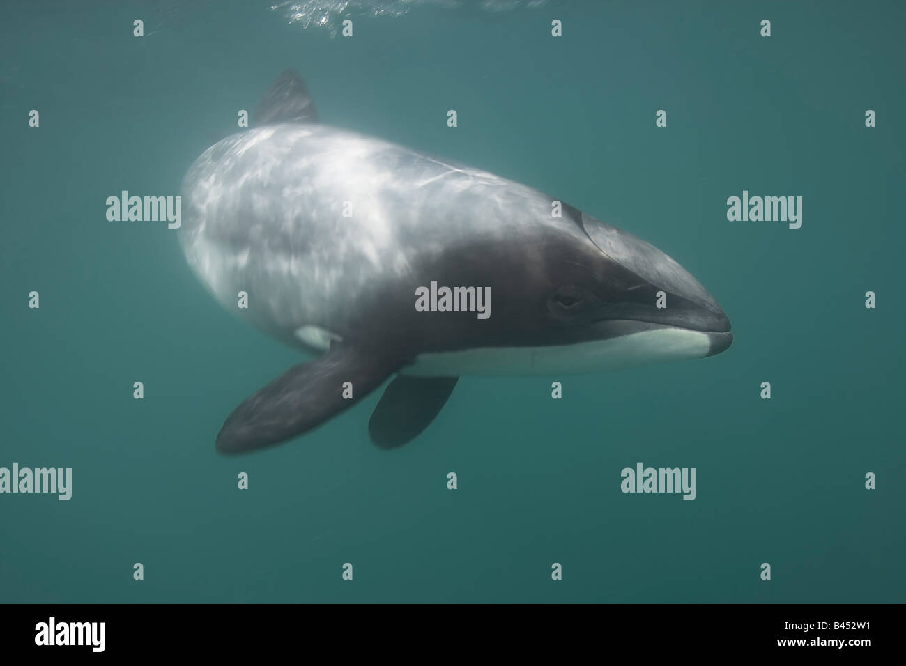 Hector's Dolphin ( Cephalorhynchus hectori Stock Photo - Alamy