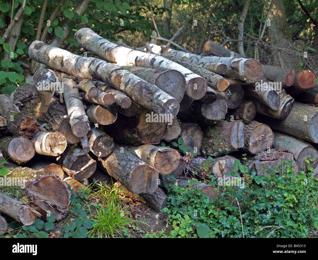 Rotting log ecosystem hi-res stock photography and images - Alamy