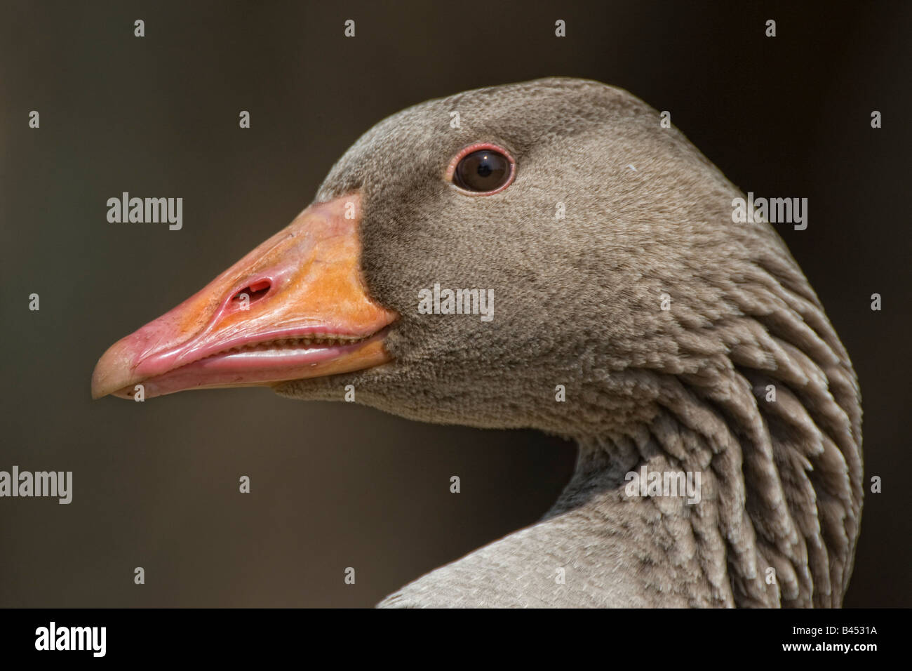 Closeup of goose Stock Photo - Alamy