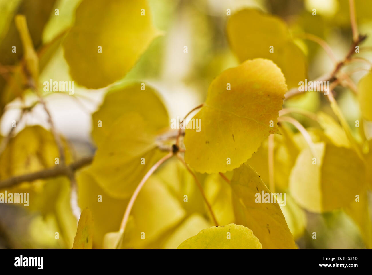 Yellow Quaking Aspen (Populus tremuloides) leaves in Autumn Sierra ...