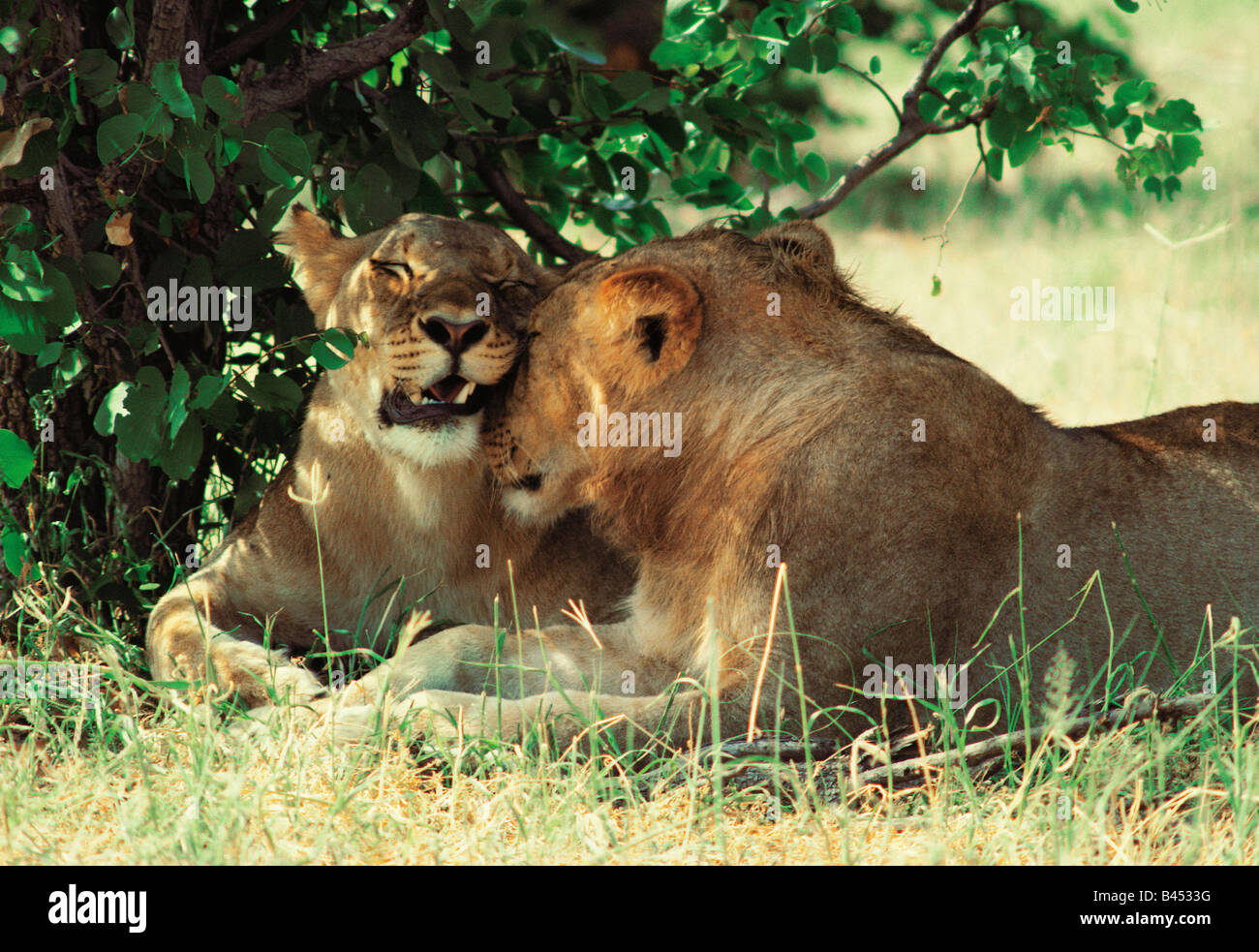 Beast of preys hi-res stock photography and images - Alamy