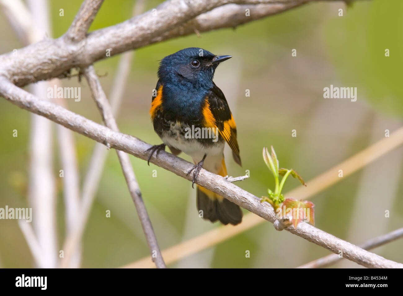 American Redstart Setophaga ruticilla Stock Photo - Alamy