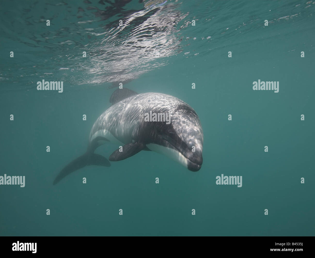 Hector's Dolphin ( Cephalorhynchus hectori Stock Photo - Alamy