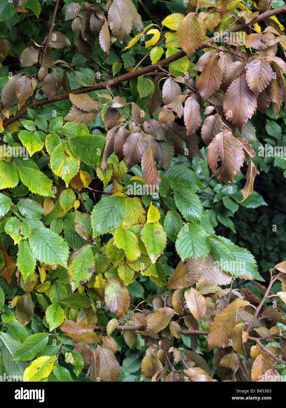Red beech trees in autumn leaves hi-res stock photography and images ...