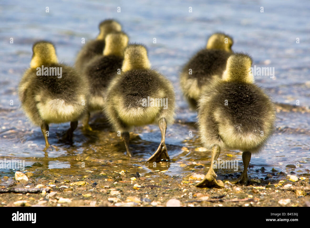 Geese goslings walking cute hi-res stock photography and images - Alamy