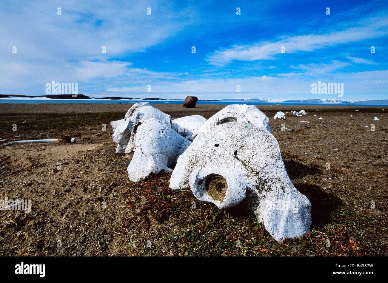 Walrus skeleton on a old butchering place in Svalbard Stock Photo - Alamy