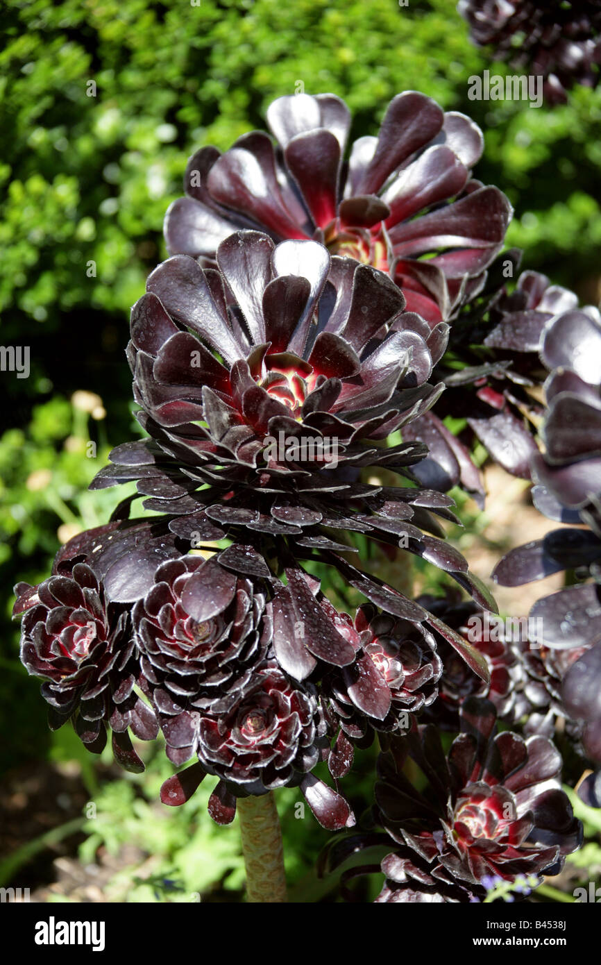 Purple Crest Aeonium or Black Tree Aeonium, Aeonium Arboreum var ...