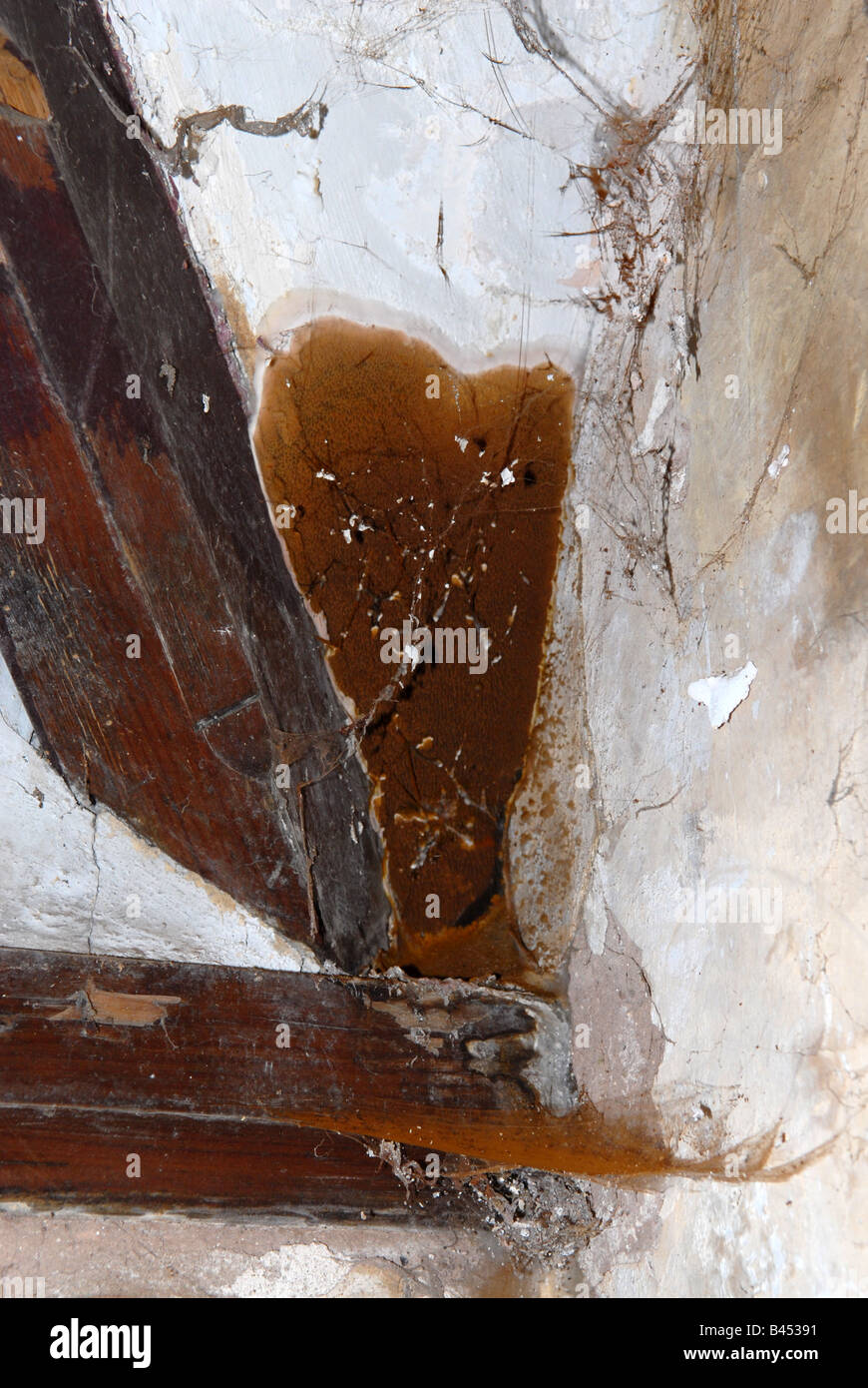 Dry Rot infection in old property Stock Photo - Alamy