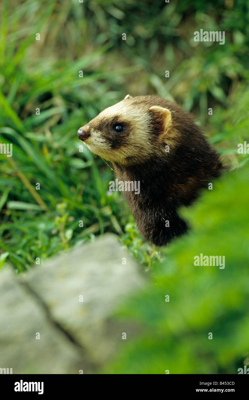 Polecat in grass hi-res stock photography and images - Alamy