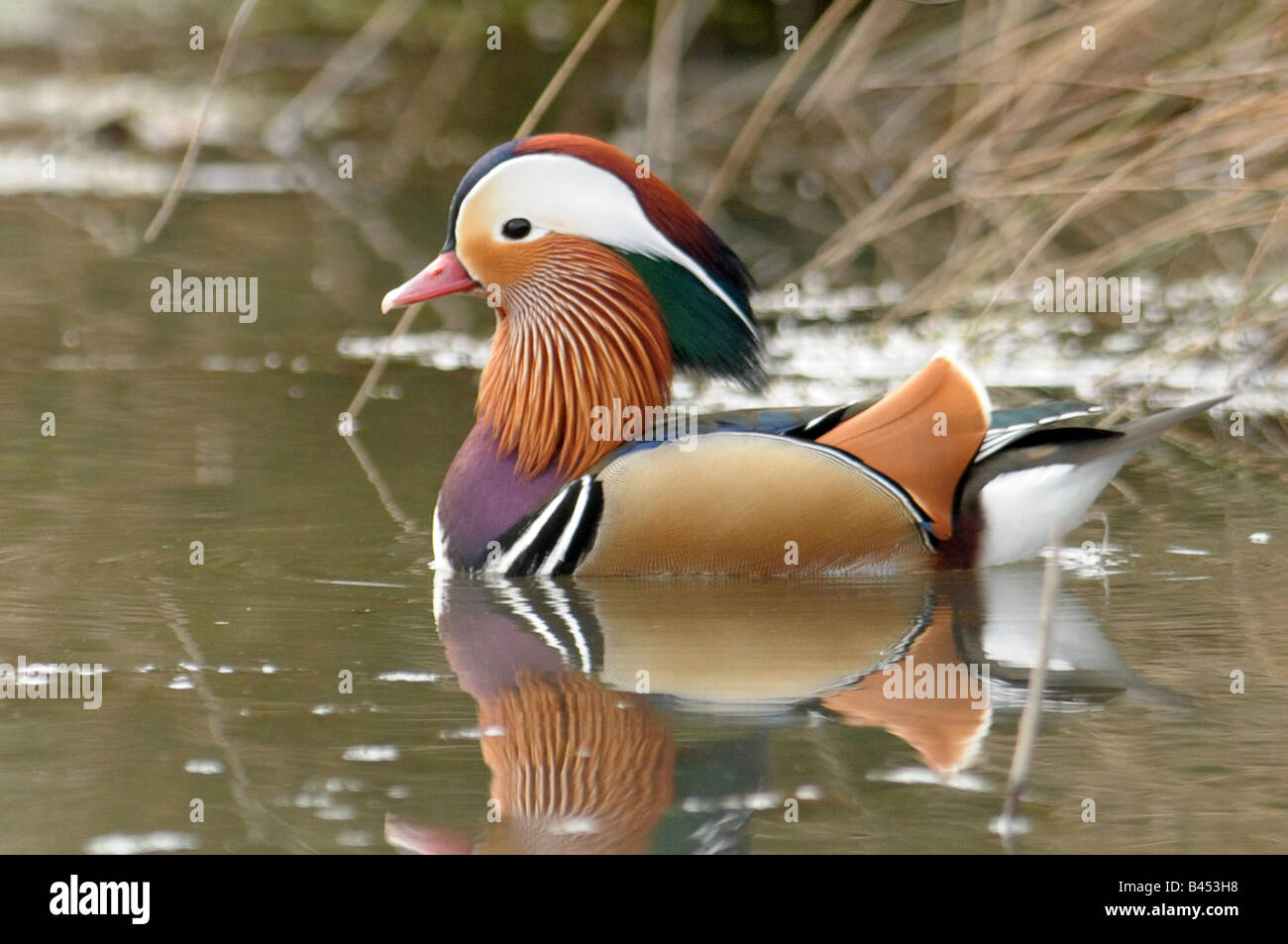 Bird in Richmond Park London England Stock Photo - Alamy