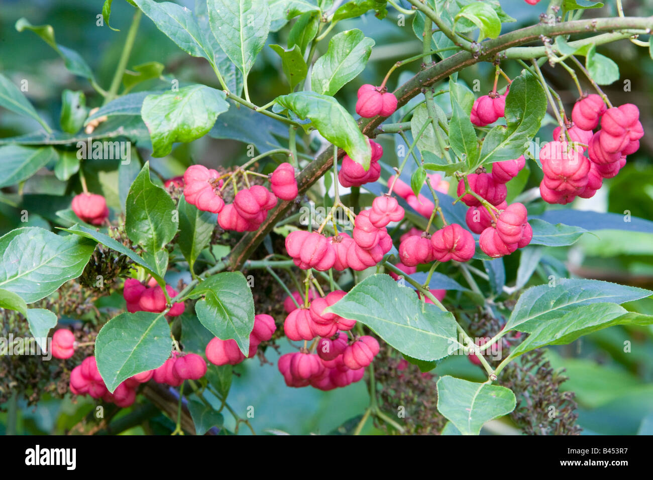 Spindle Euonymus europaeus with fruit Stock Photo - Alamy