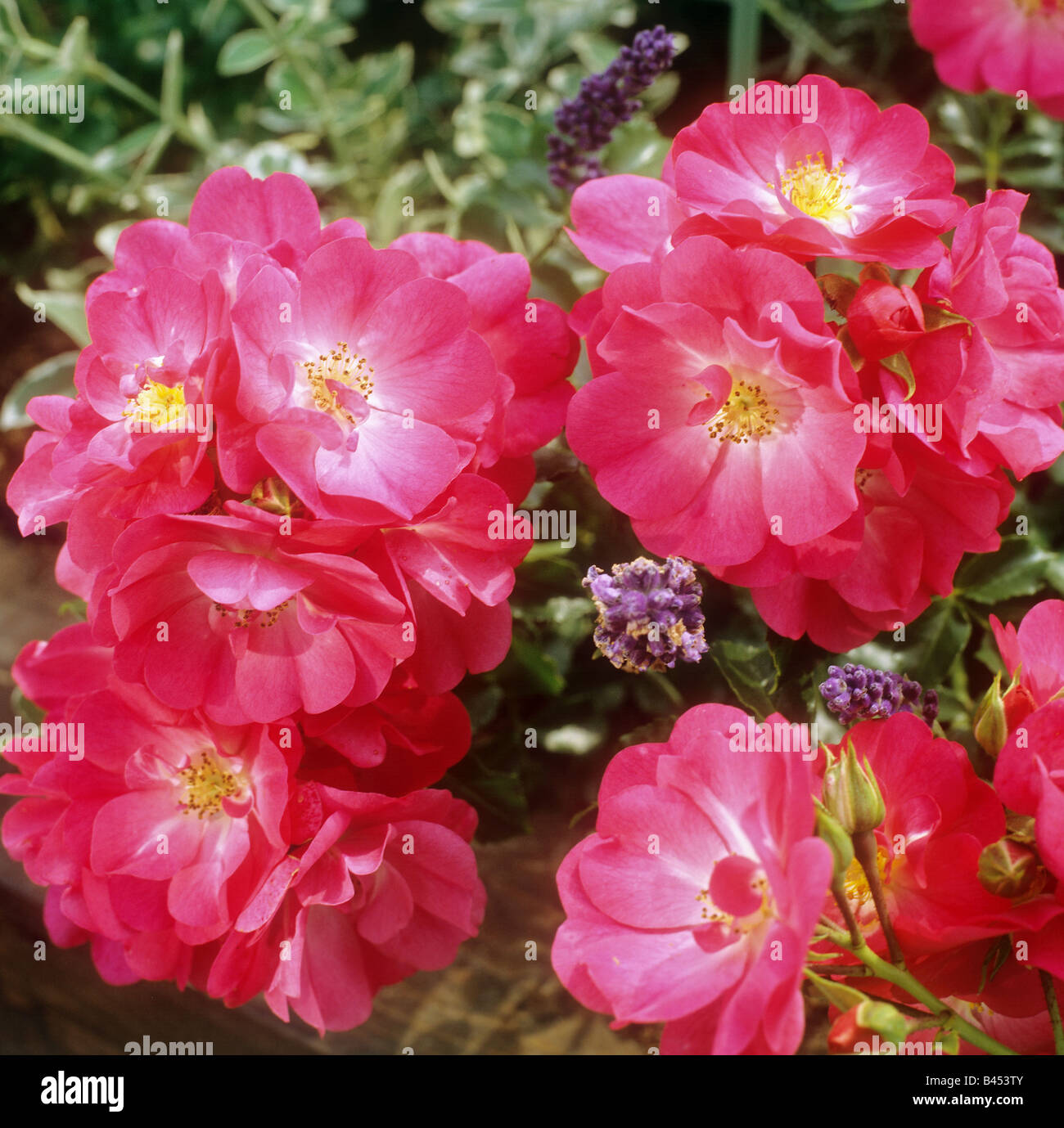 rose - blossoms Stock Photo - Alamy