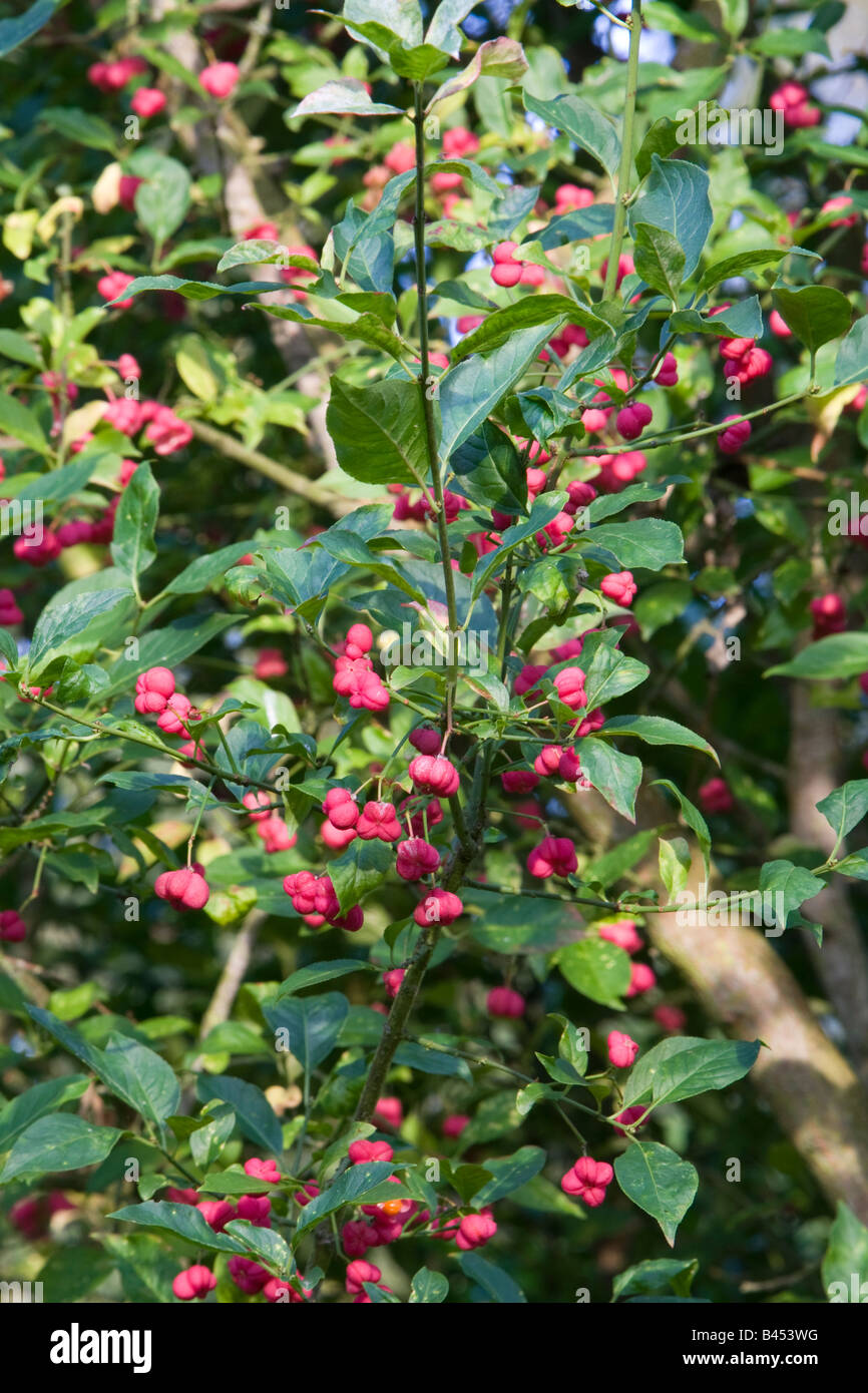 Spindle Euonymus europaeus with fruit Stock Photo - Alamy