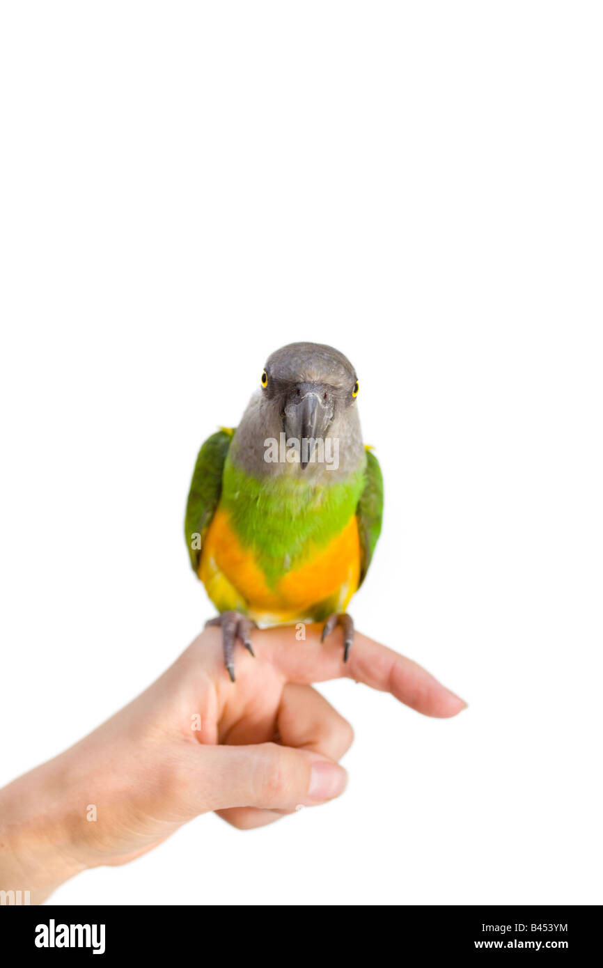 Parrot release hi-res stock photography and images - Alamy