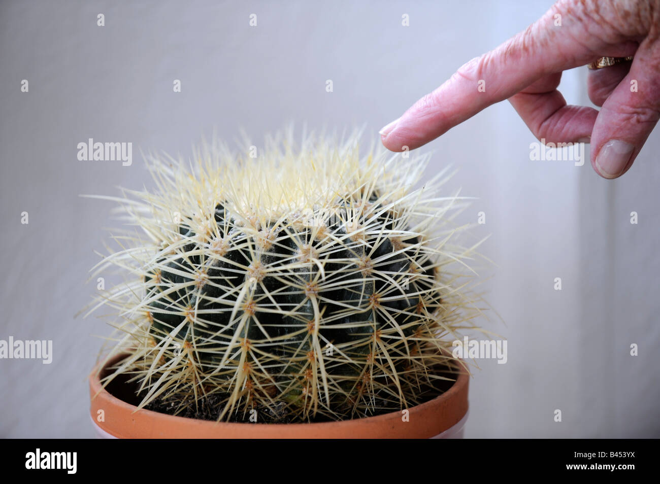 Finger pointing at a cactus plant in a pot at home Stock Photo - Alamy