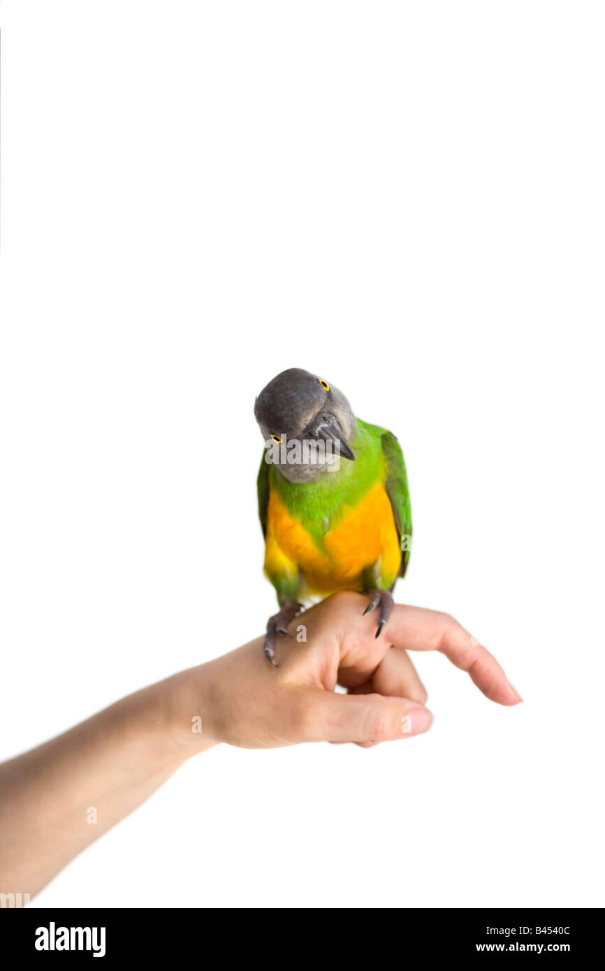 Parrot release hi-res stock photography and images - Alamy