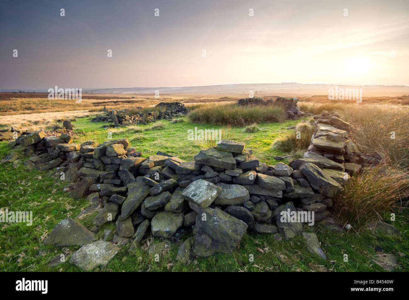 Totley Moss in Derbyshire a Ruined dry stonewall sheep enclosure. Great ...