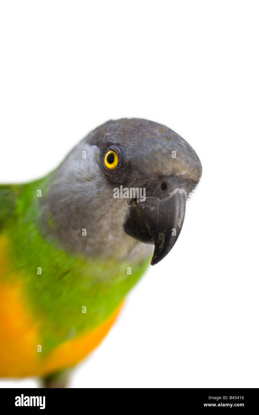 Parrott studio hi-res stock photography and images - Alamy