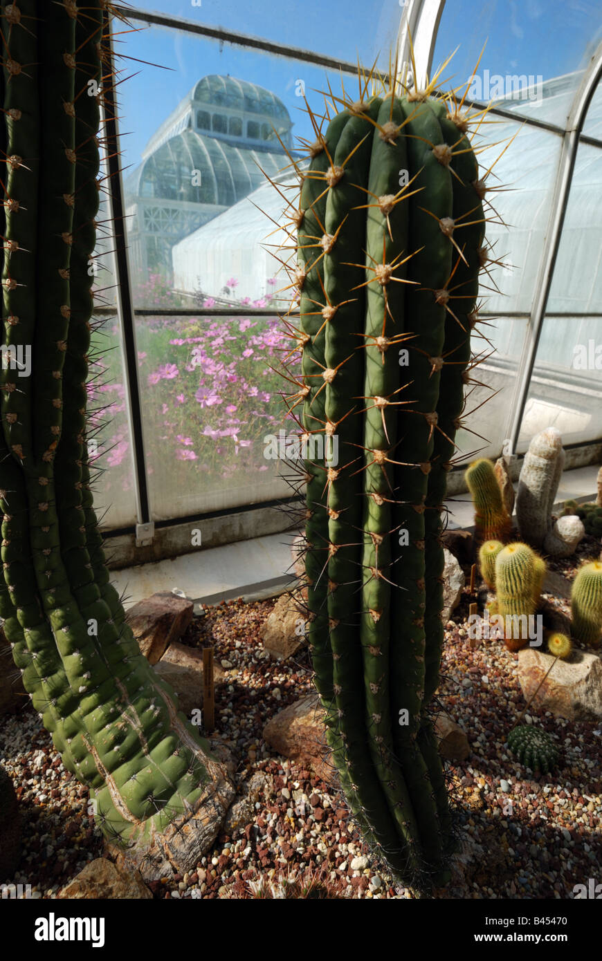 The succulent plant collection in Seattle's Volunteer Park conservatory ...