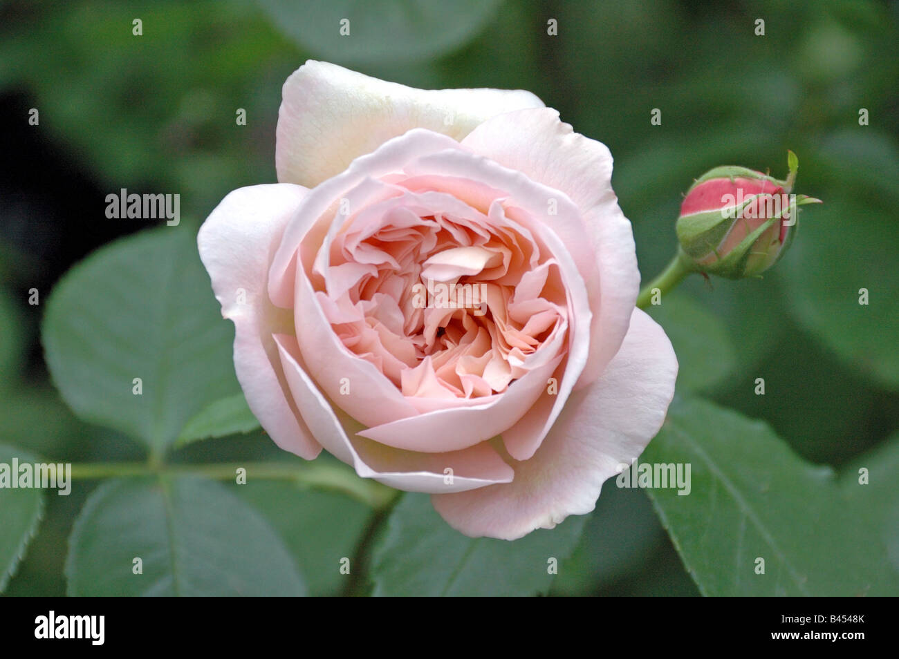Rosa Cymbaline rose flower with bud Stock Photo - Alamy