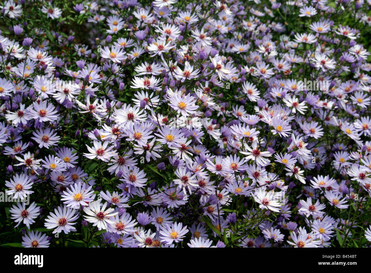Aster Little Carlow High Resolution Stock Photography and Images - Alamy