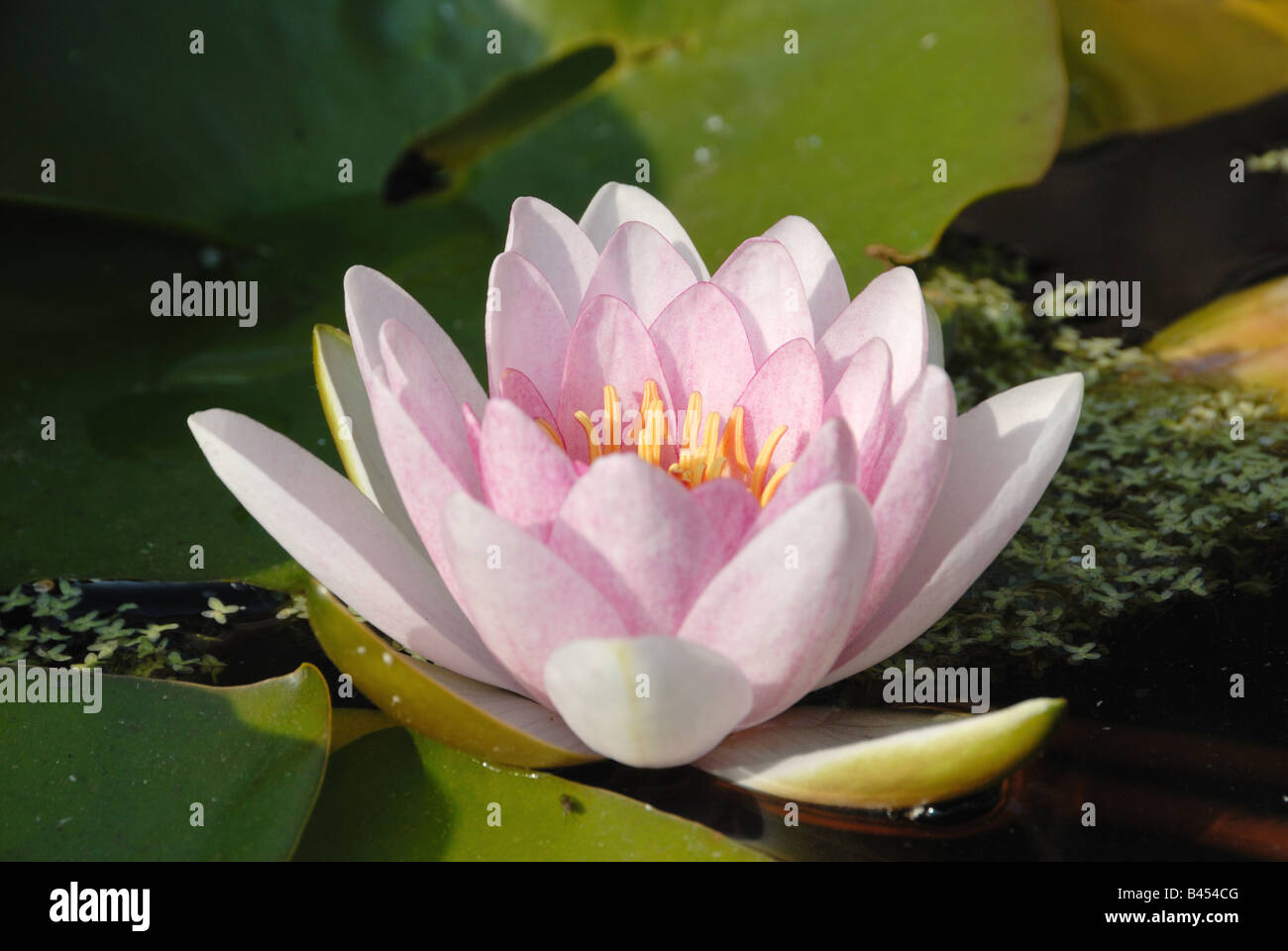 Pink water lilly nymphaeaceae hi-res stock photography and images - Alamy