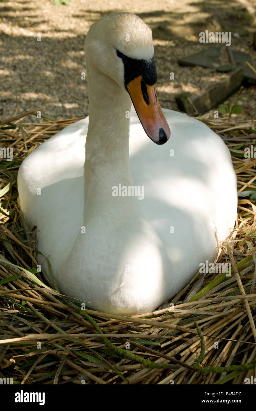 Sitting nest hi-res stock photography and images - Alamy