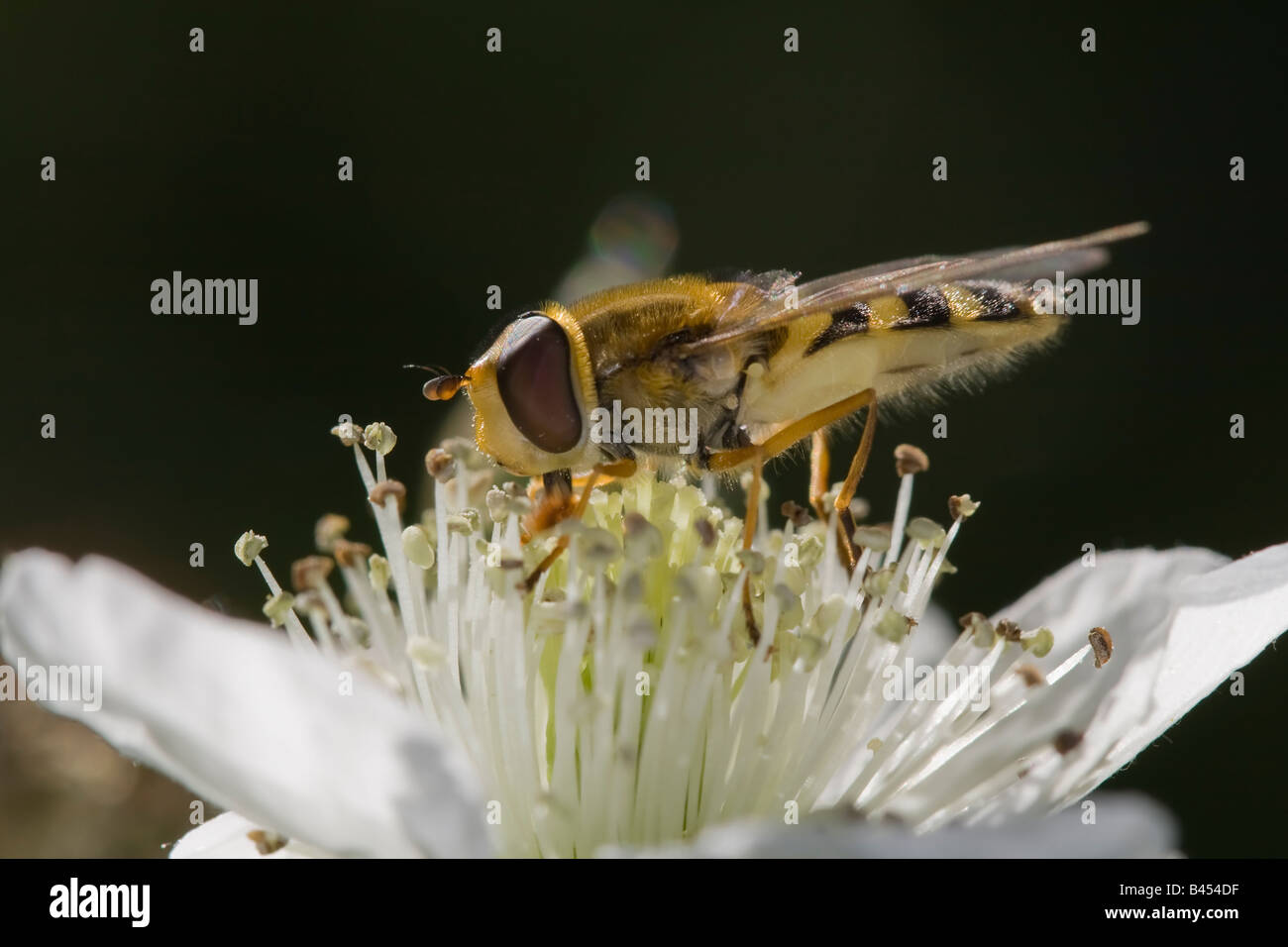 Hoverfly - Syphrus Ribesii Stock Photo - Alamy