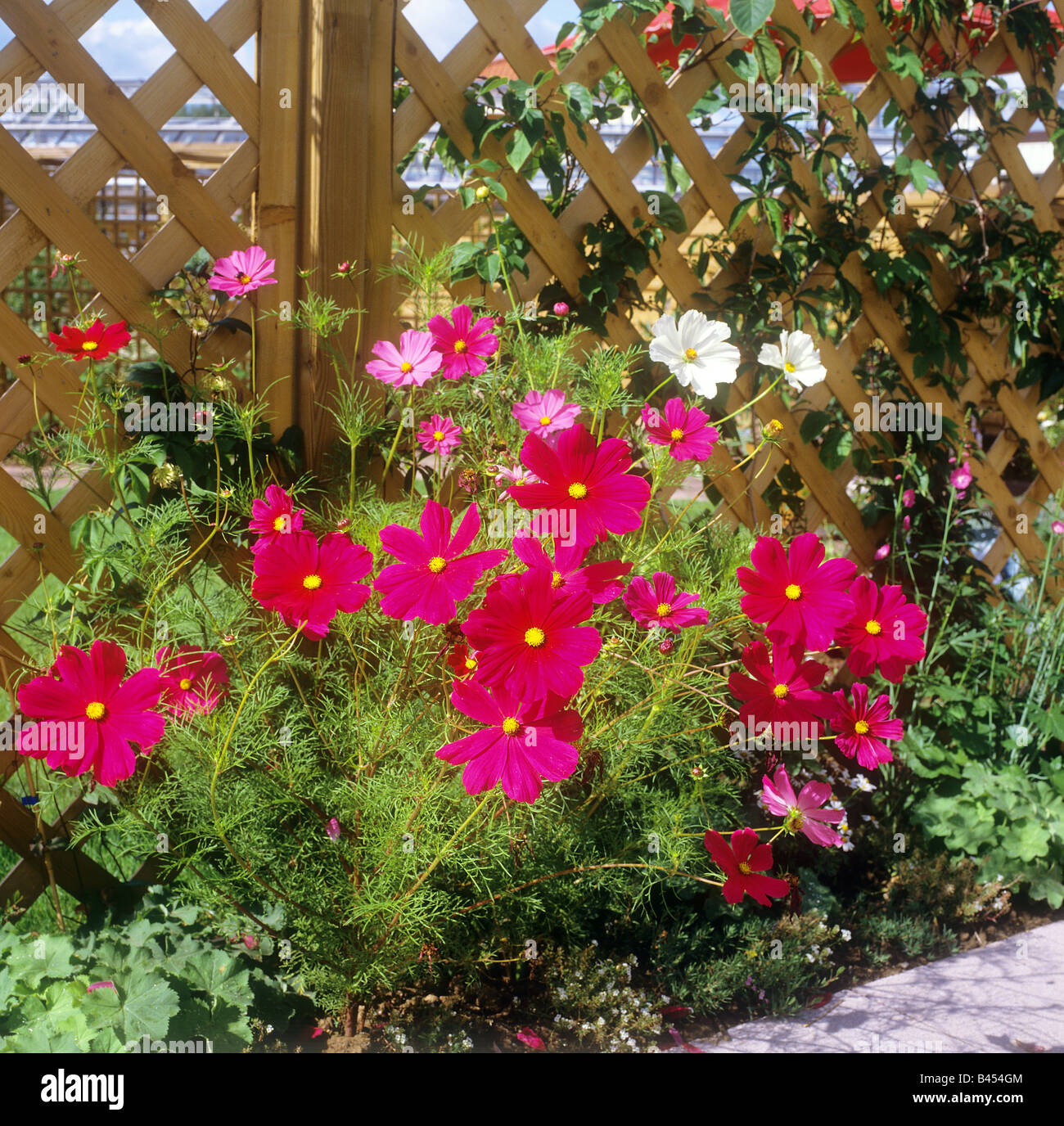 Mexican asters cosmos bipinnatus hi-res stock photography and images ...