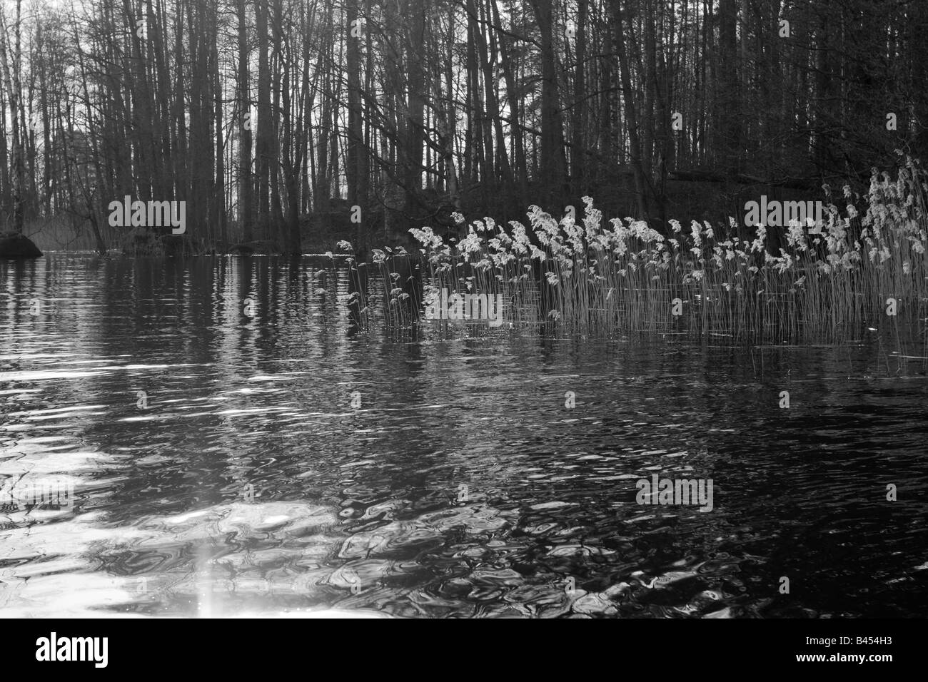 Wooded island on lake and reed on bright sunbeam in spring. Black and ...