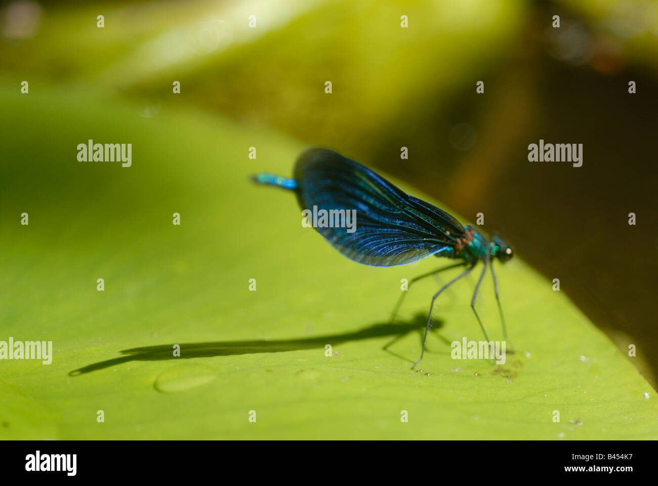 The mayfly hi-res stock photography and images - Alamy