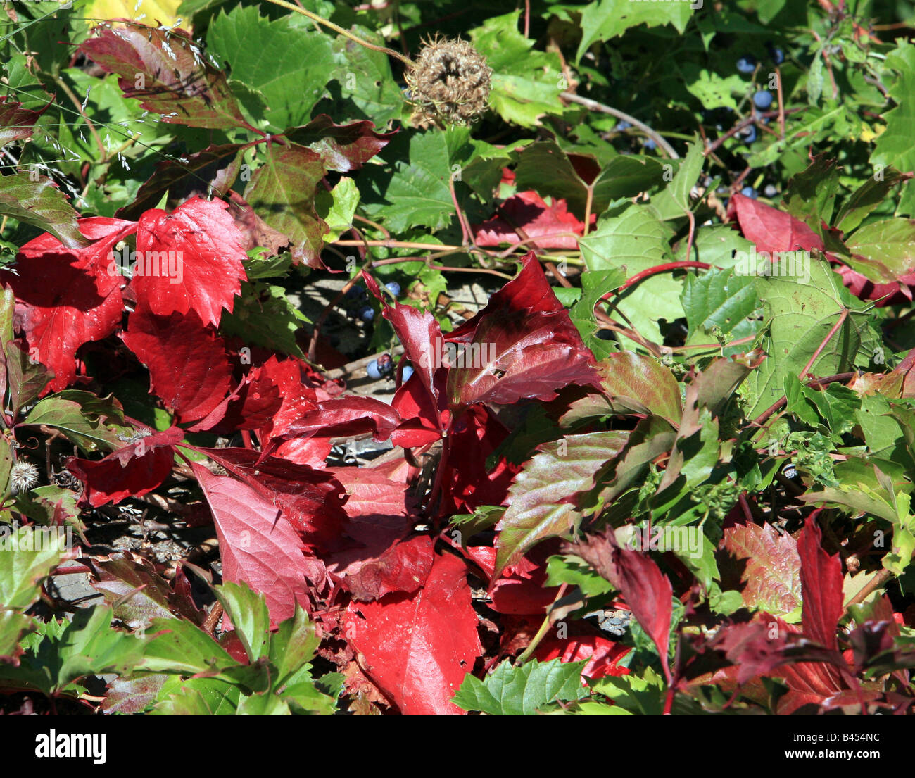A splash of fall color colour in the forest Stock Photo - Alamy