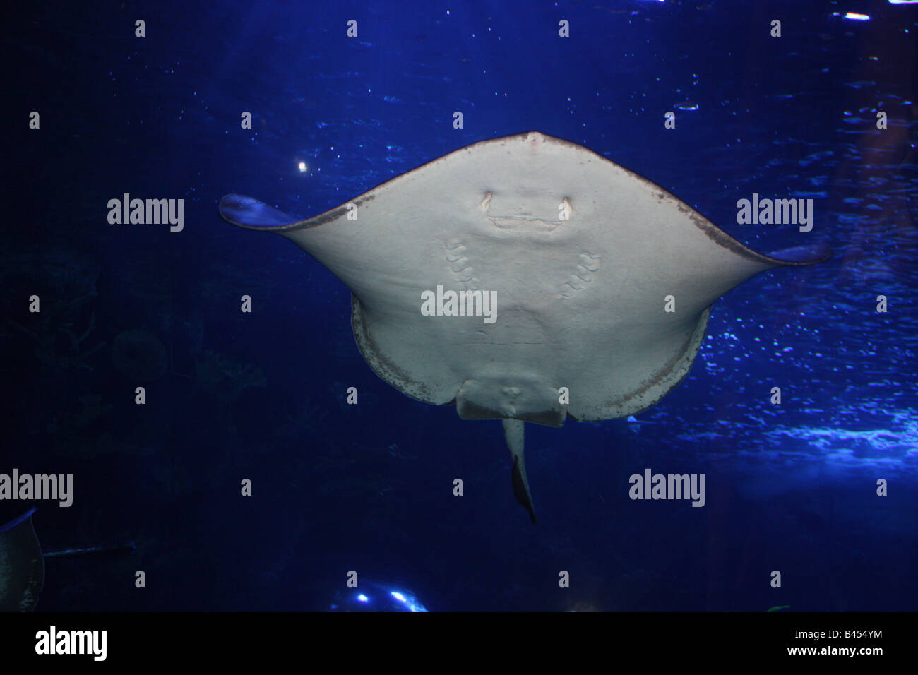 The underbelly of a Sting ray Stock Photo - Alamy