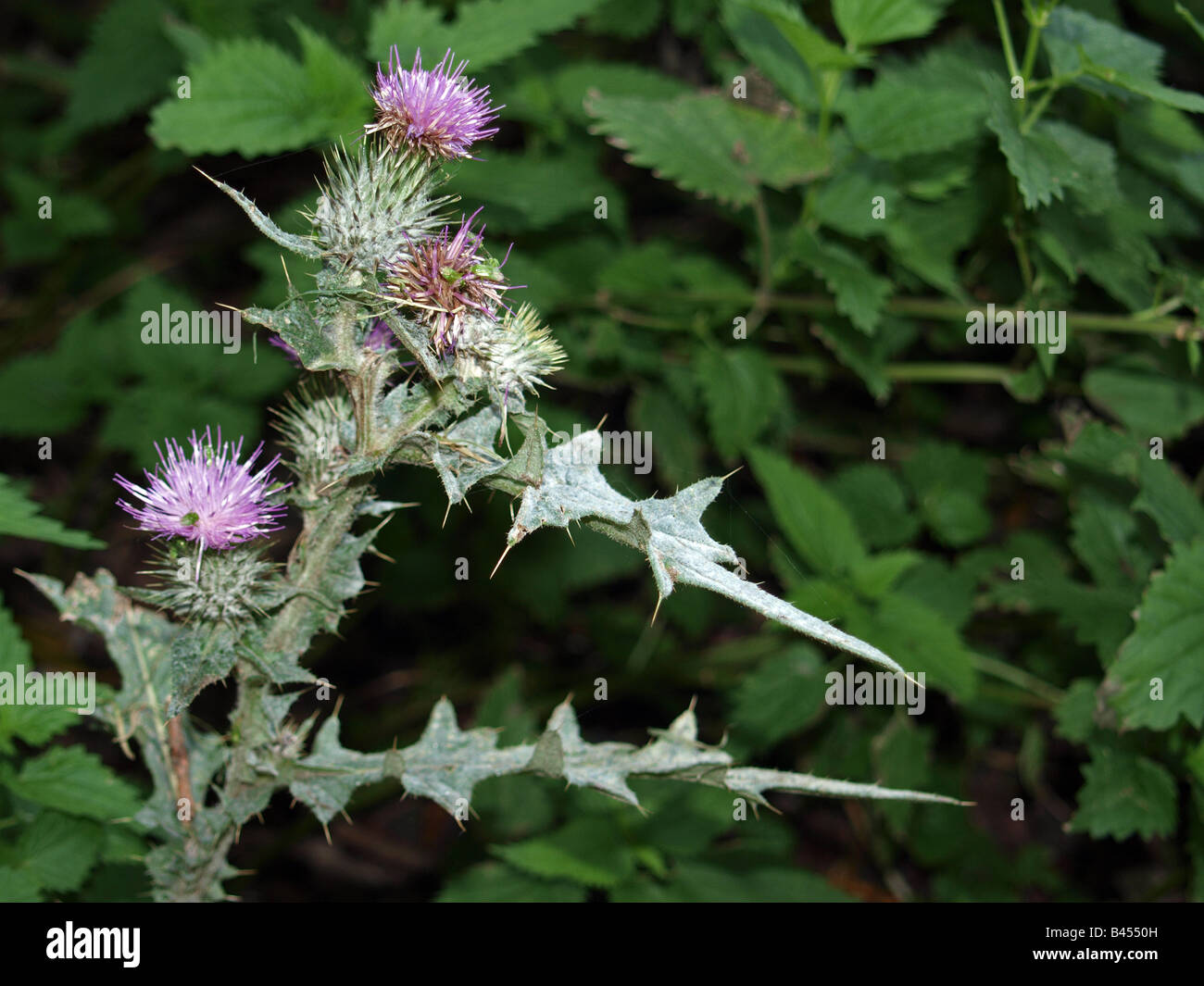 Thistle in flower Stock Photo - Alamy