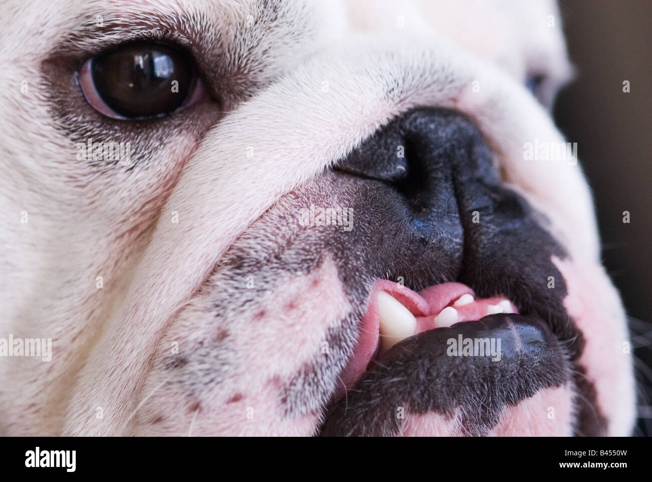 portrait of an English Bulldog Stock Photo - Alamy