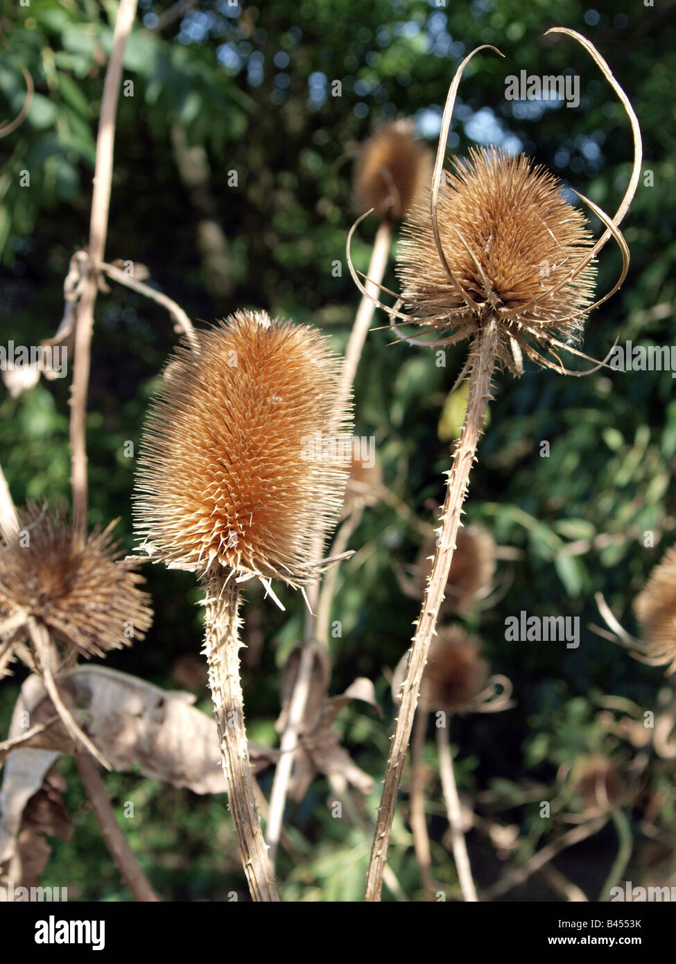 Dried teasel plant hi-res stock photography and images - Alamy