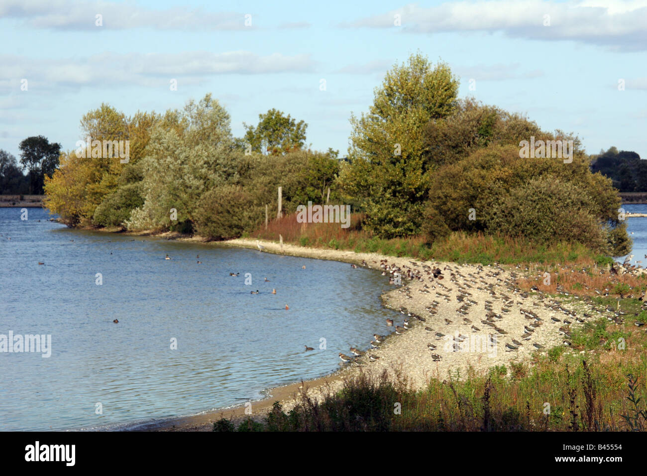 wading birds on a sand bank Stock Photo - Alamy