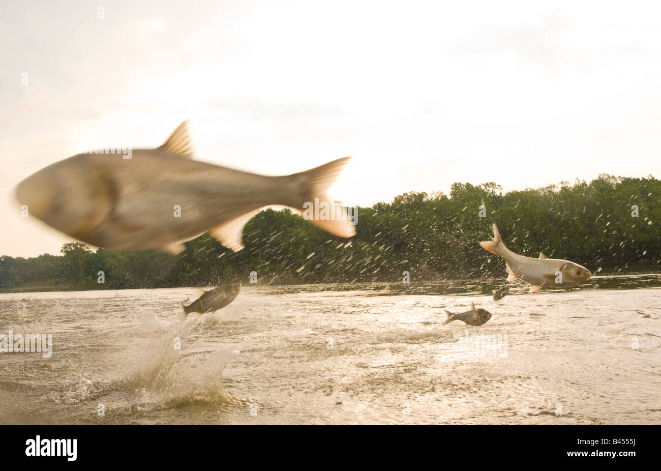 Two species of Asian carp the bighead and silver jumping out of the ...