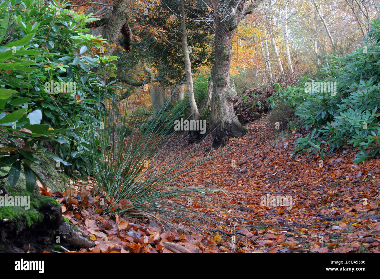autumn in the woods Stock Photo - Alamy