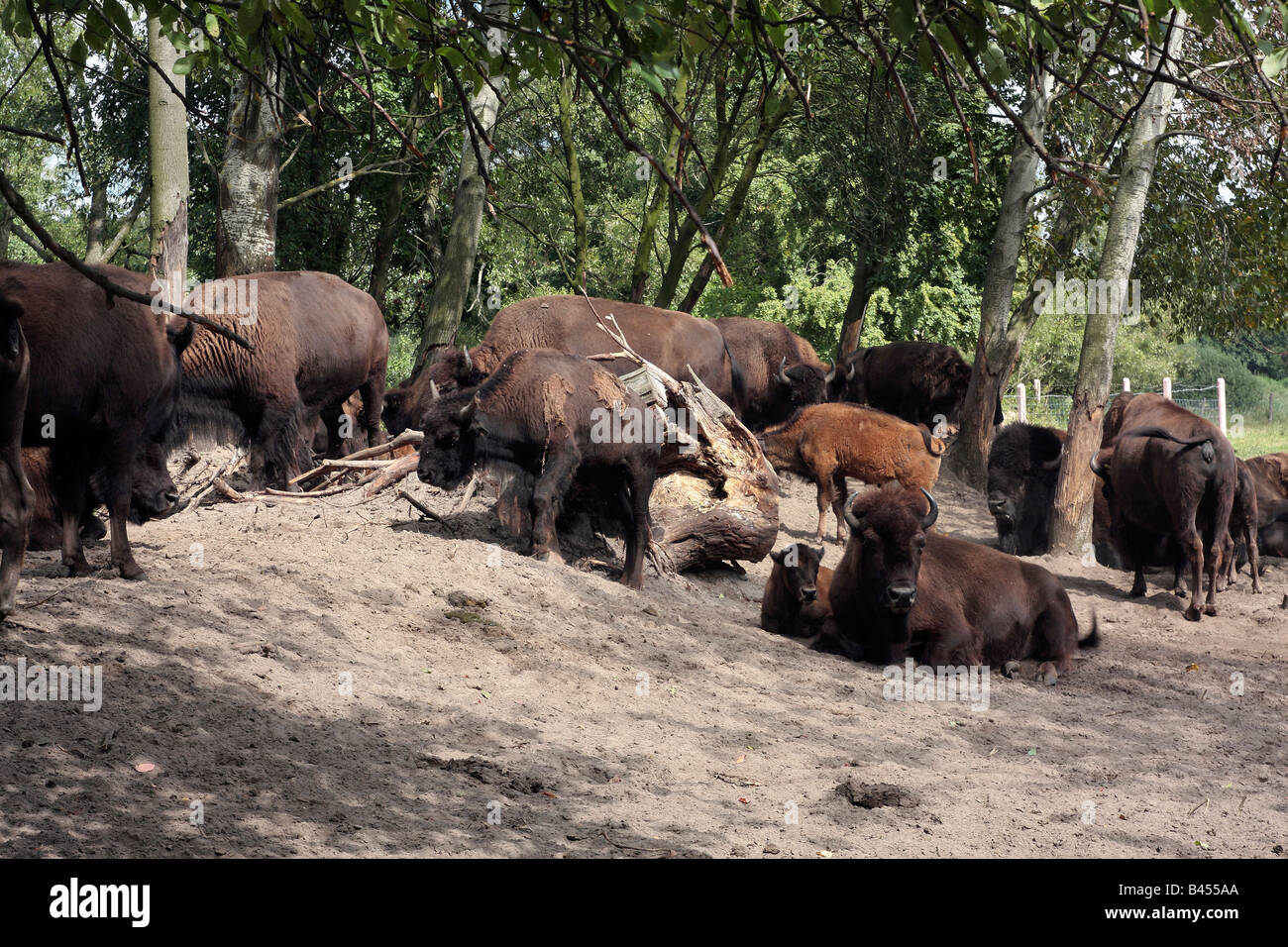 The breeding bison Stock Photo - Alamy