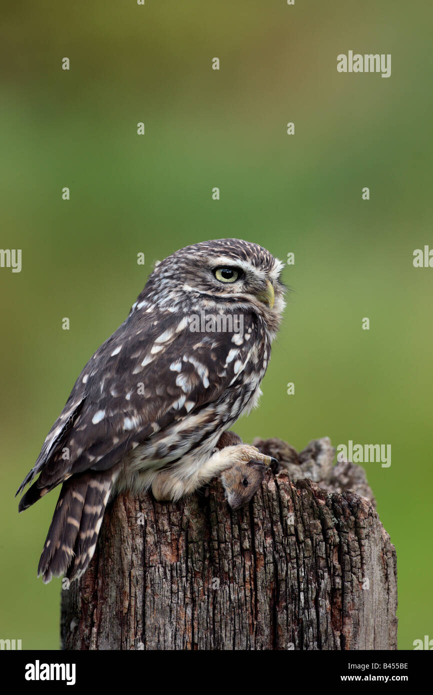 Mouse owl hi-res stock photography and images - Alamy