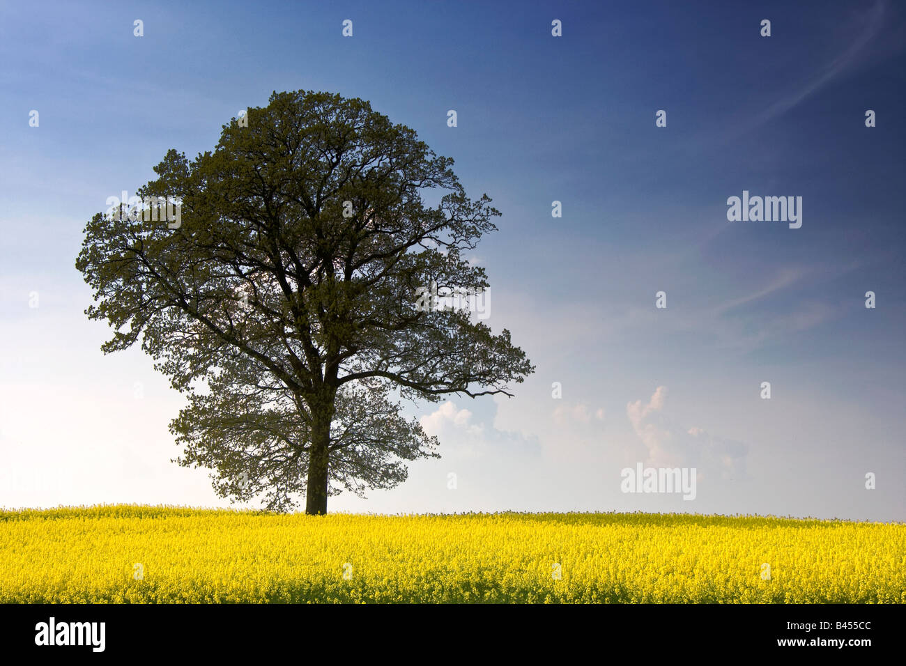 Tree in a rapeseed field, Yorkshire, England Stock Photo - Alamy